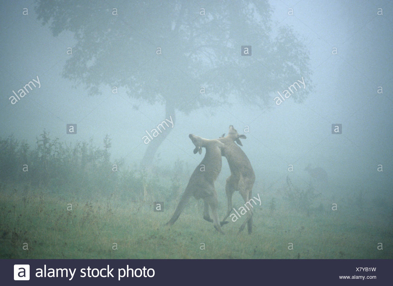 Aggressive Kangaroo Stock Photos & Aggressive Kangaroo Stock Images - Alamy