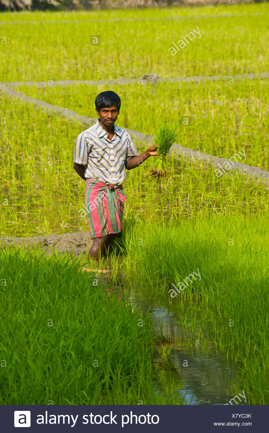 Bangladesh Rice Field High Resolution Stock Photography and Images - Alamy