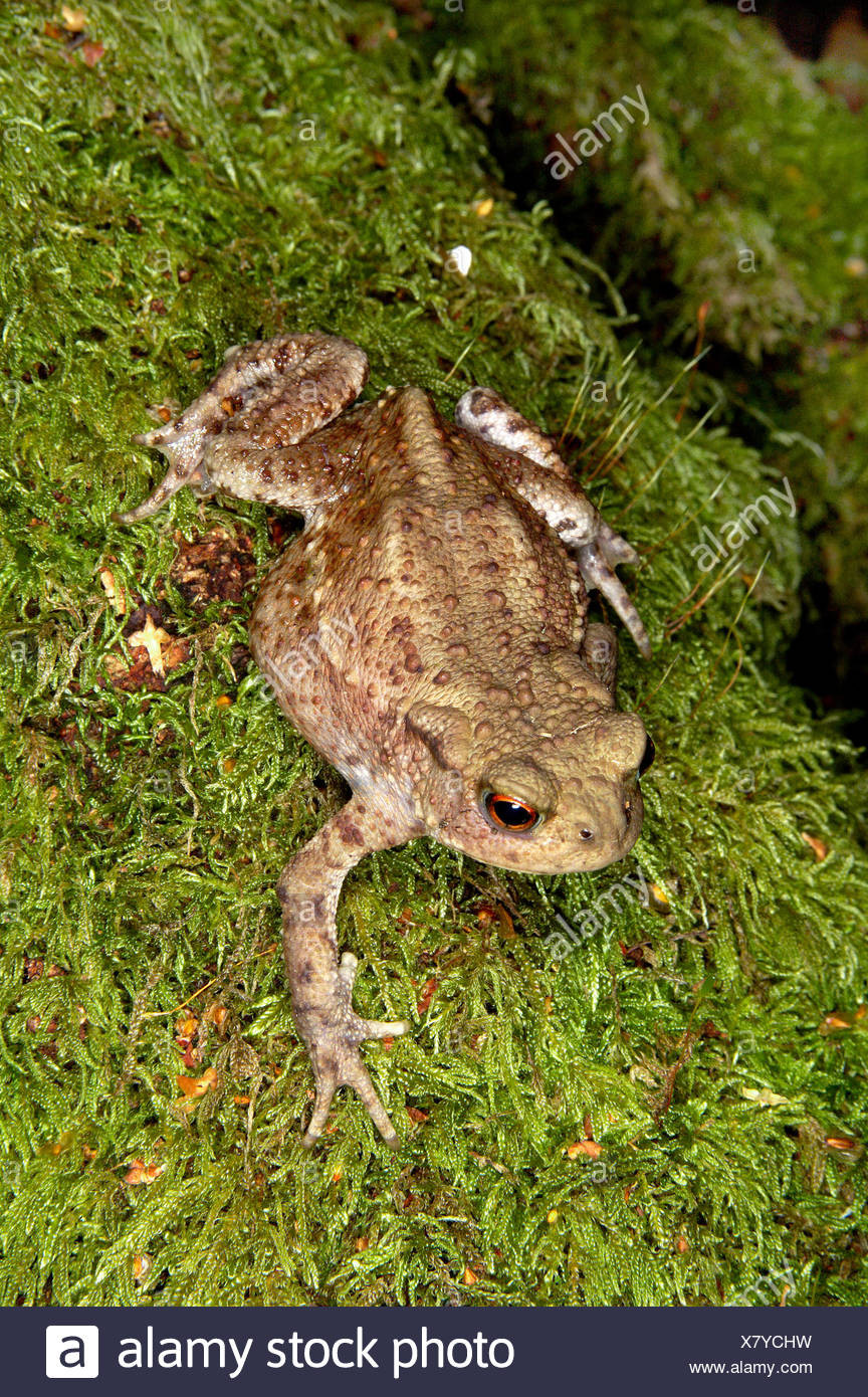 British Toads Stock Photos & British Toads Stock Images - Alamy