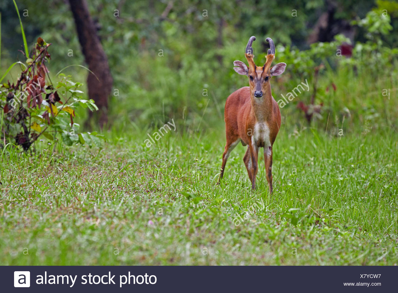 Indian Muntjacs High Resolution Stock Photography and Images - Alamy