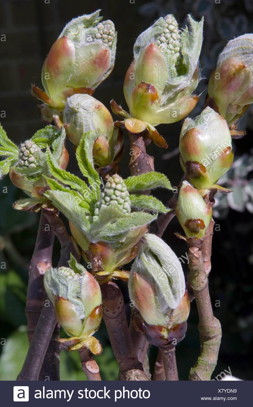Sticky Buds High Resolution Stock Photography and Images - Alamy