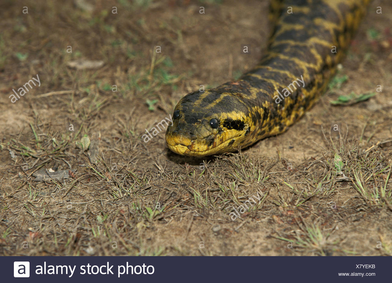 Anaconda Brazil High Resolution Stock Photography and Images - Alamy