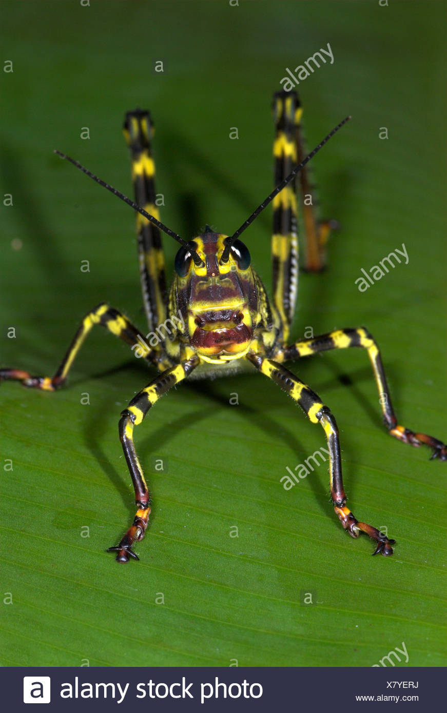 Costa Rica Grasshopper Stock Photos & Costa Rica Grasshopper Stock ...