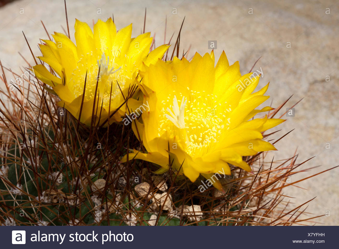 Lobivia High Resolution Stock Photography and Images - Alamy