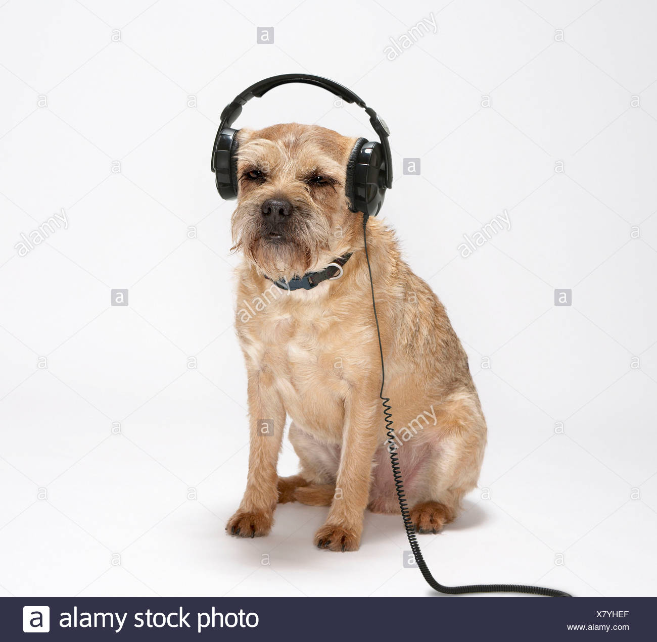 Dog With Headset High Resolution Stock Photography and Images - Alamy