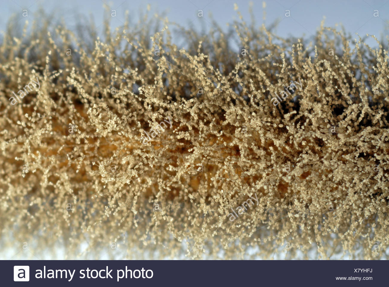 Grey Mould Botrytis Cinerea Mycelium Stock Photos & Grey Mould Botrytis ...