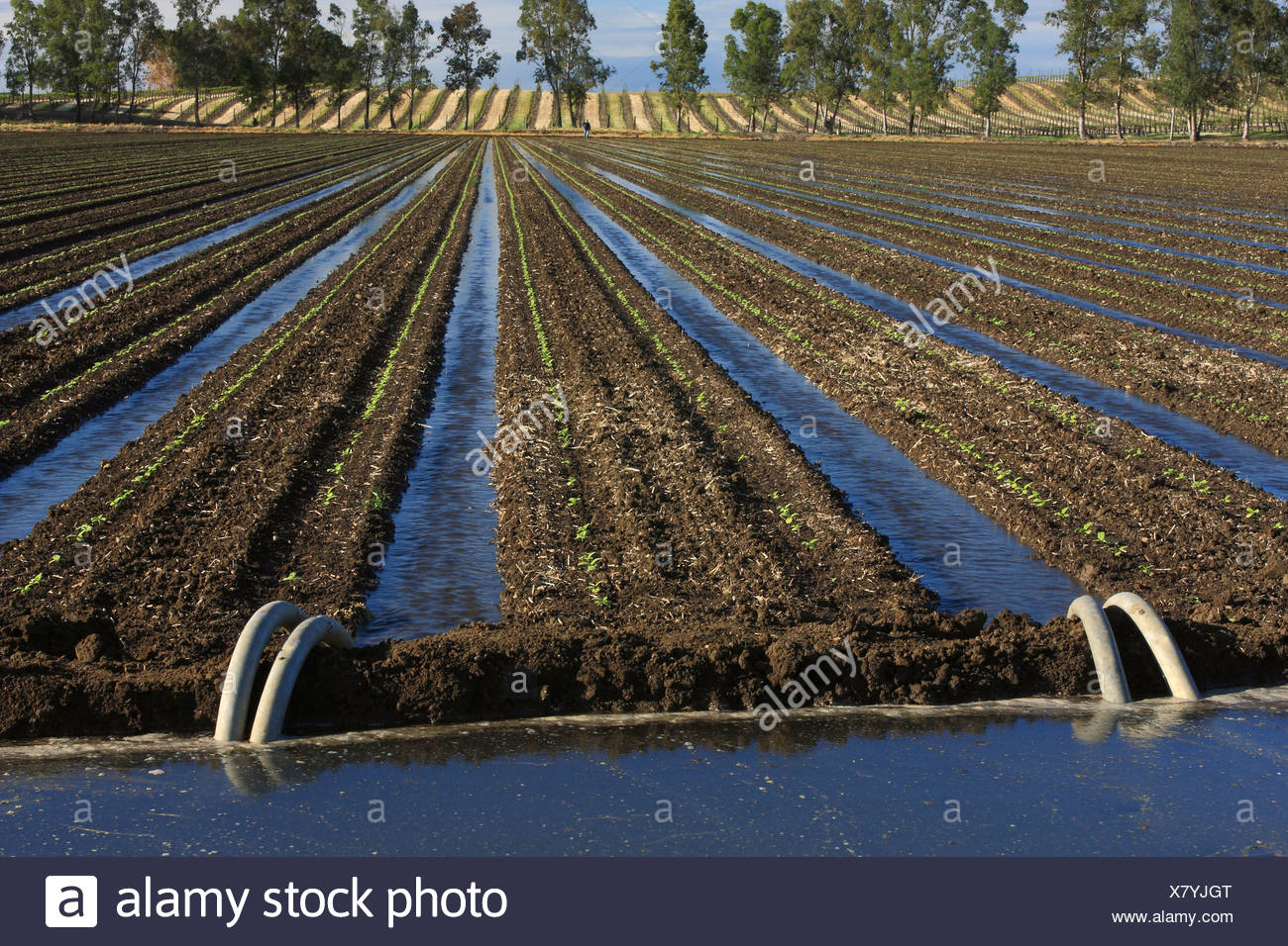 Furrow Irrigation High Resolution Stock Photography and Images - Alamy