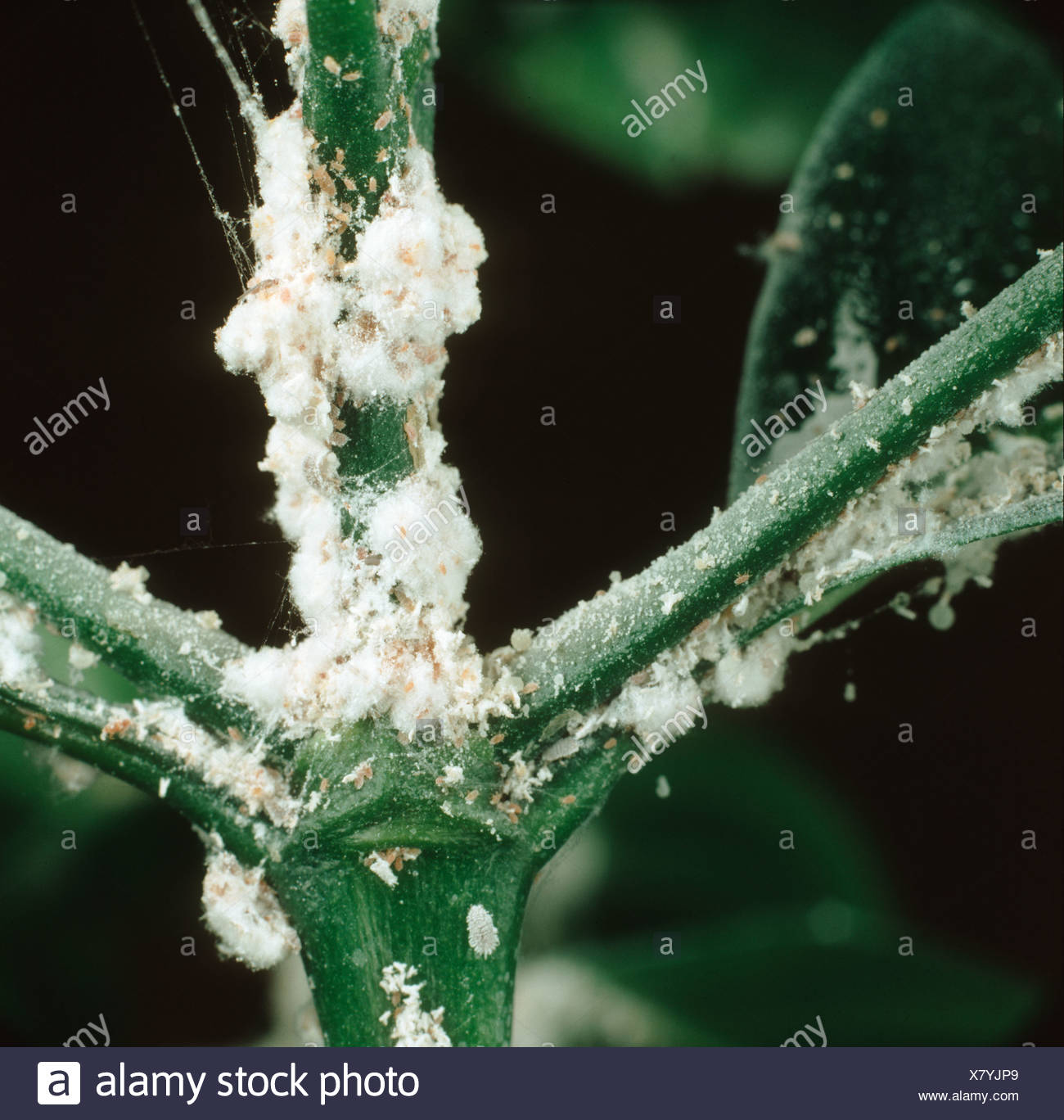 Planococcus Citri High Resolution Stock Photography and Images - Alamy