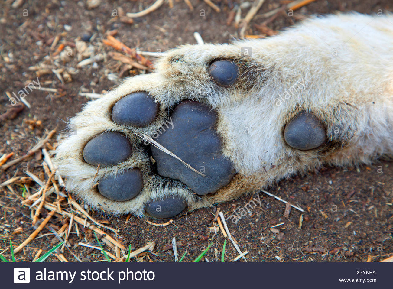 Foot Pads High Resolution Stock Photography and Images - Alamy