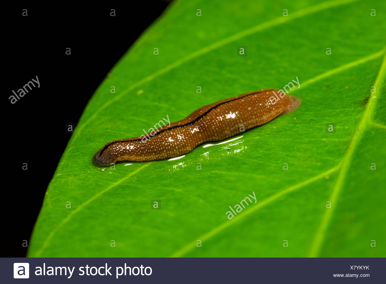 Tiger Leech High Resolution Stock Photography and Images - Alamy