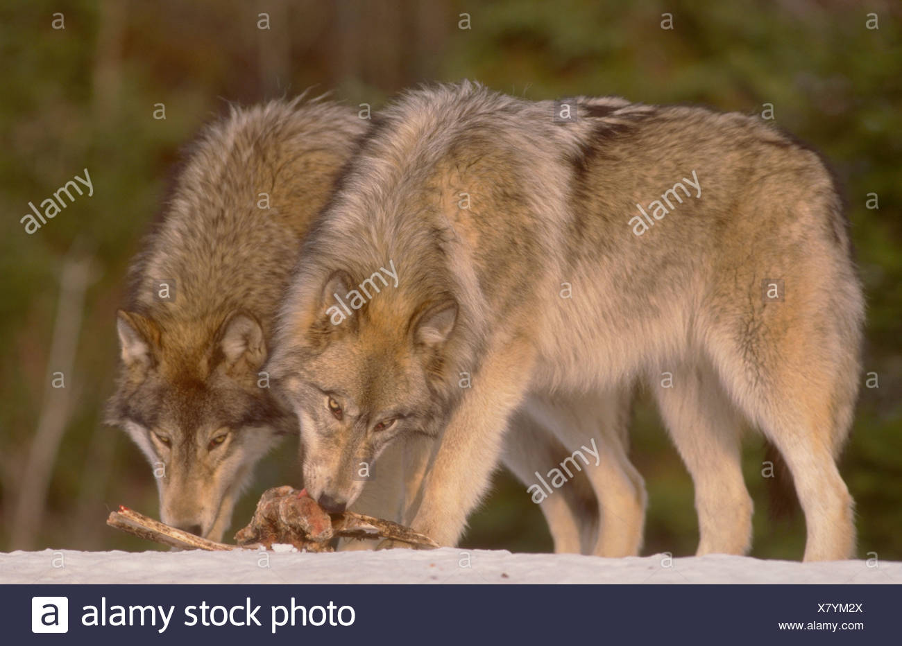 Killed By Wolves Stock Photos & Killed By Wolves Stock Images - Alamy