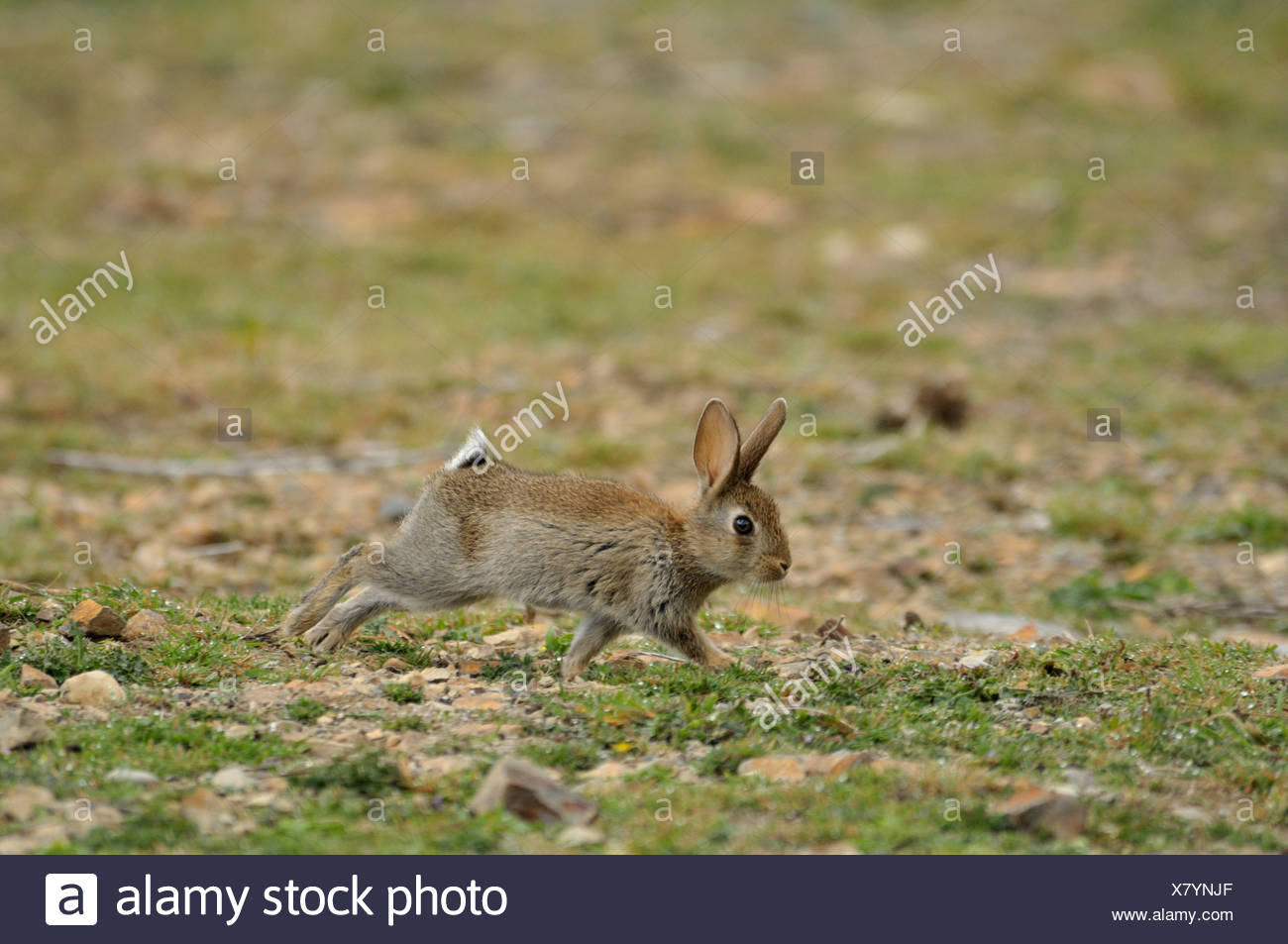 Side View Running Rabbit High Resolution Stock Photography and Images ...