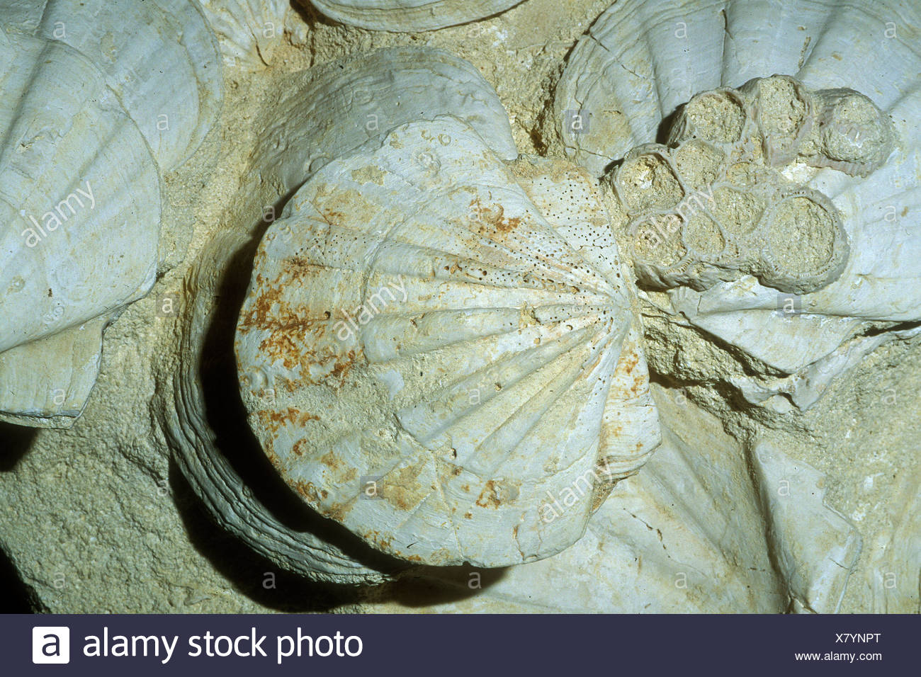 Fossil Shell Stock Photos & Fossil Shell Stock Images - Alamy