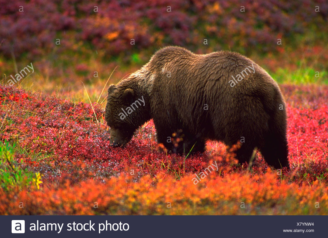 Bearberries High Resolution Stock Photography and Images - Alamy