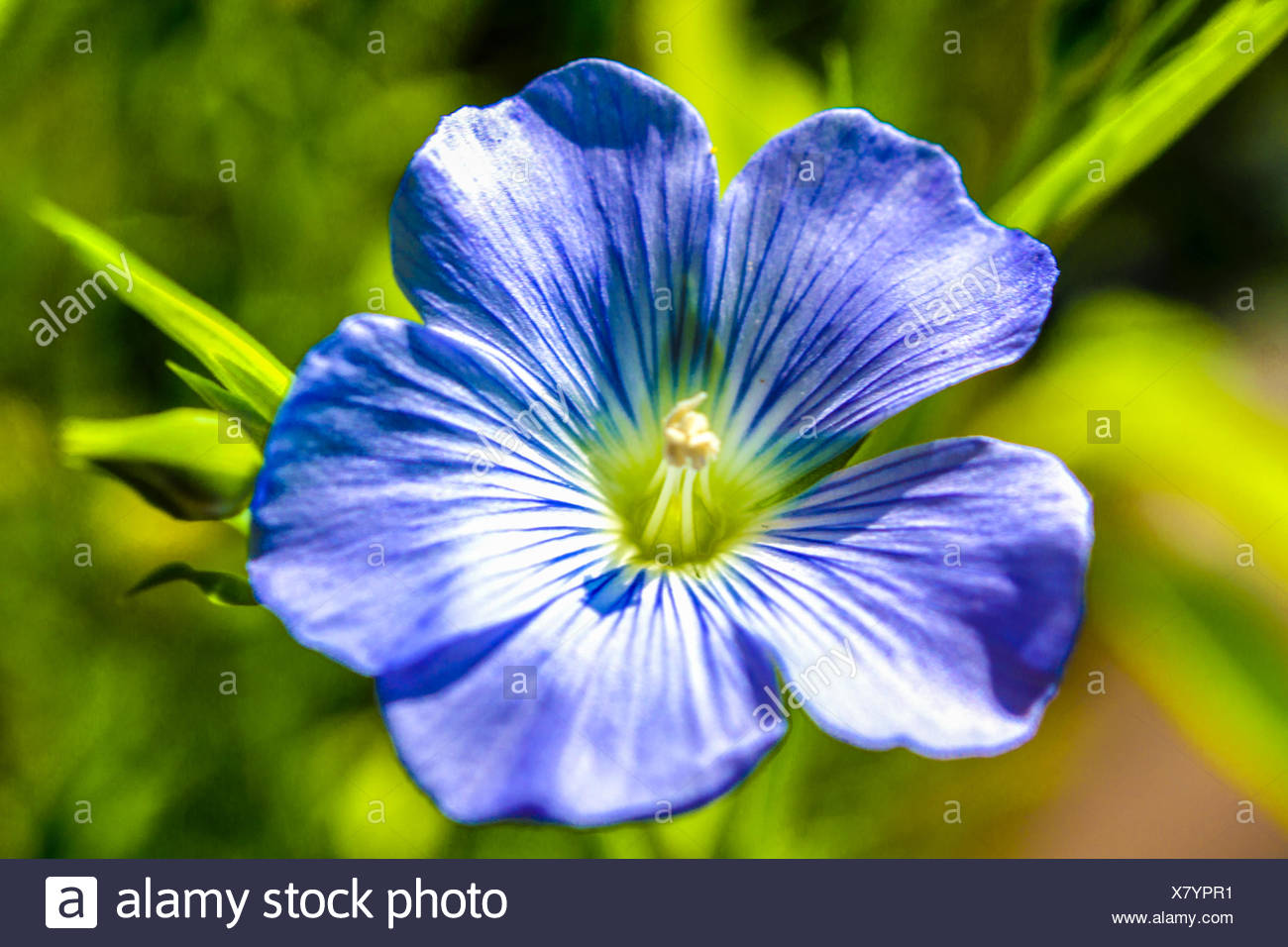 Flax Seeds Plants Stock Photos & Flax Seeds Plants Stock Images - Alamy