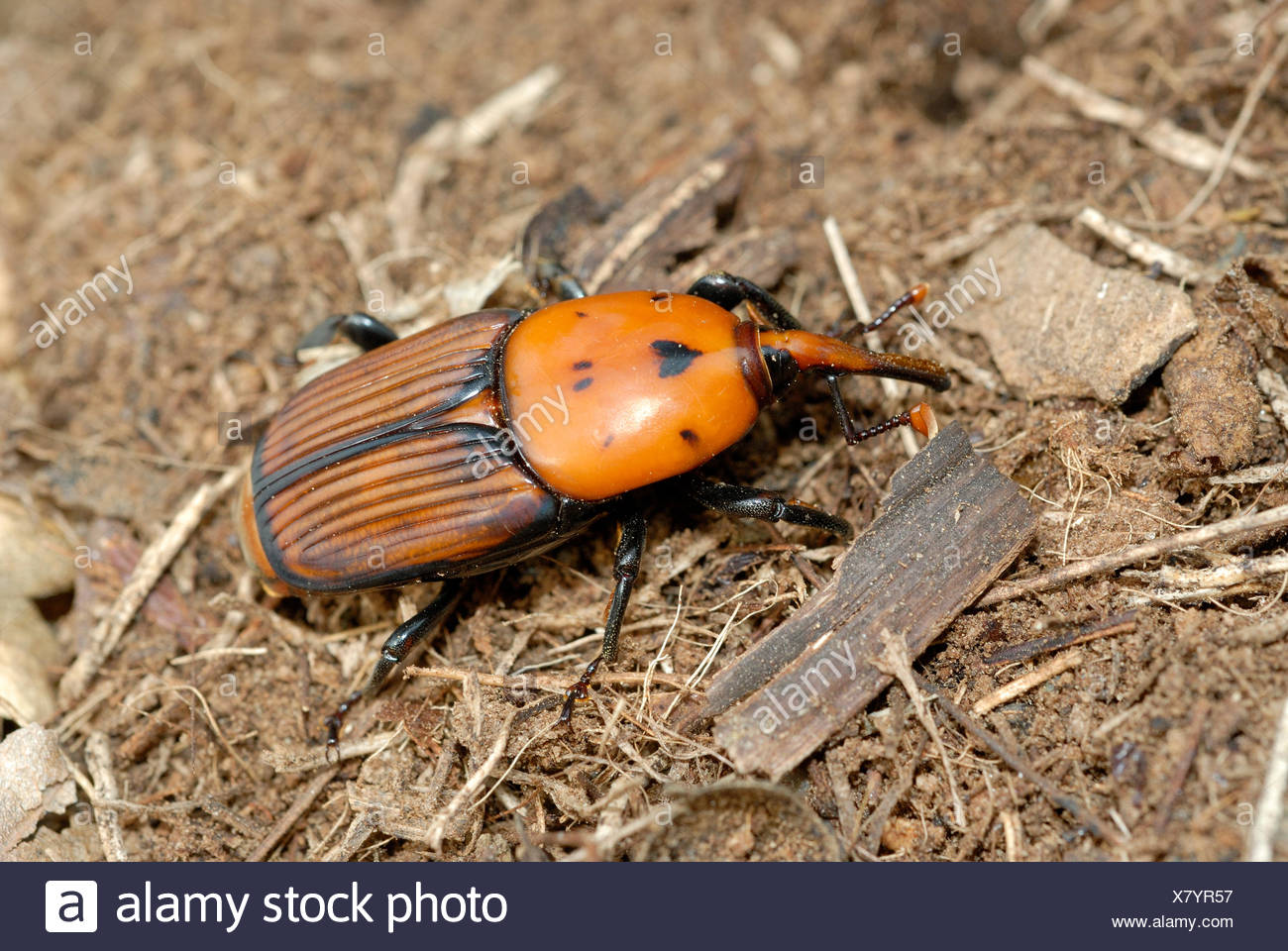 Palm Weevil High Resolution Stock Photography and Images - Alamy