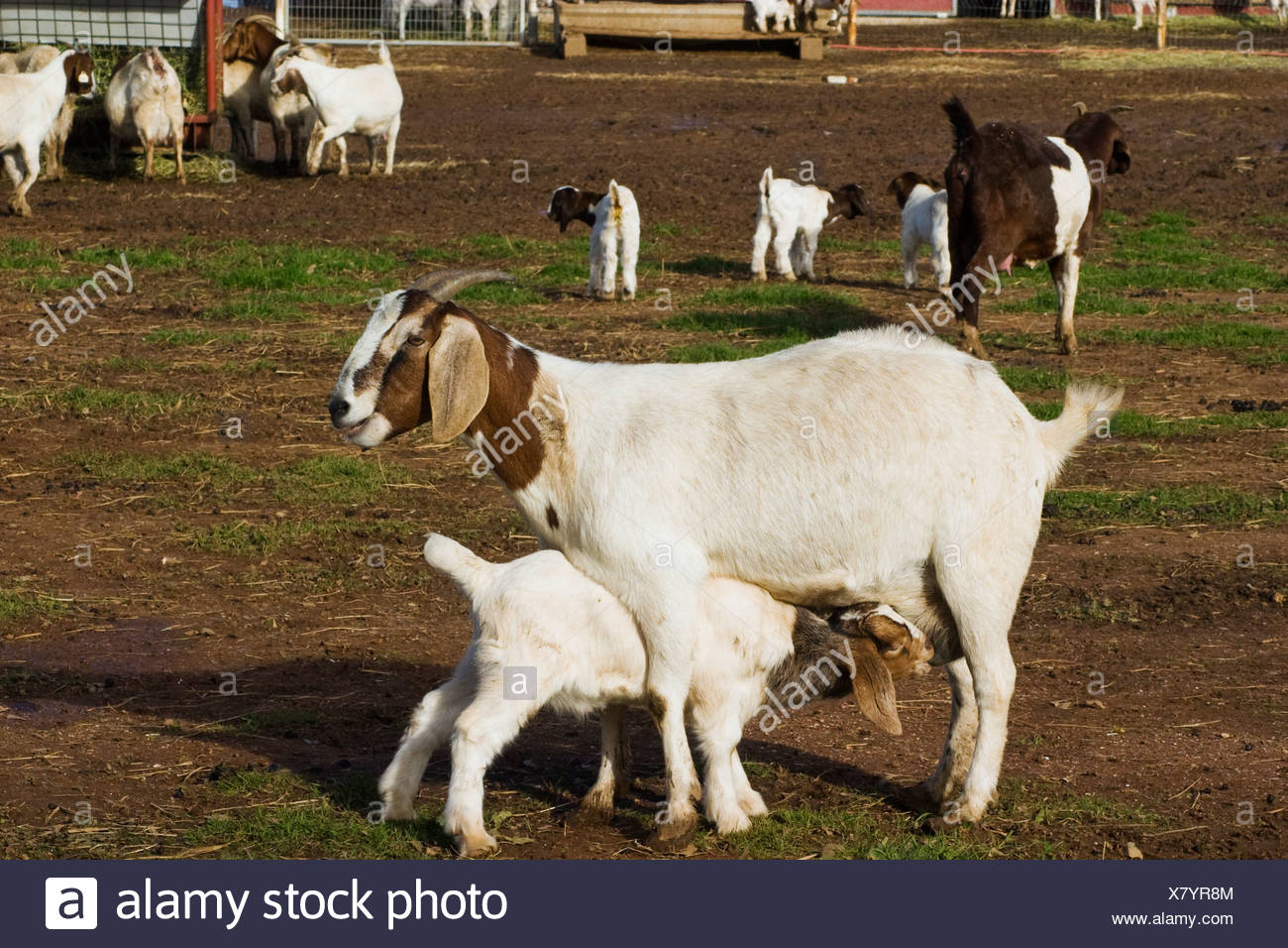 Goat Suckling High Resolution Stock Photography and Images - Alamy