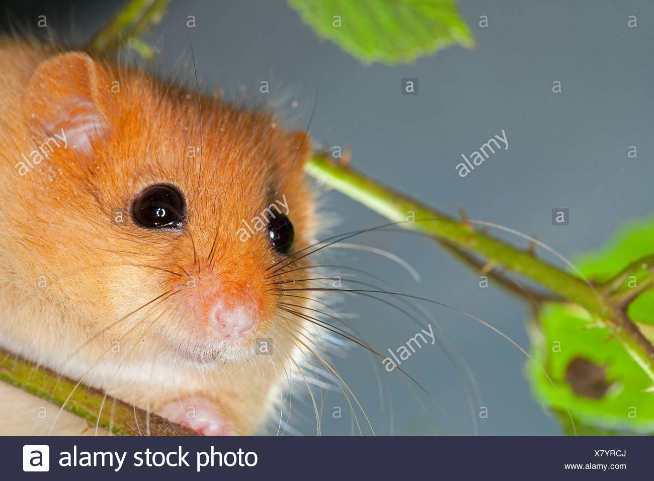 Common Hazel Dormouse High Resolution Stock Photography and Images - Alamy
