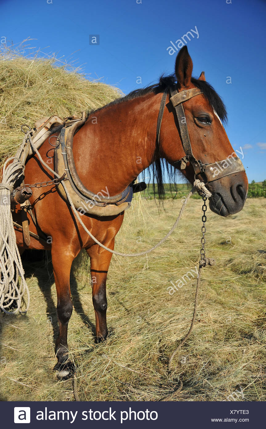 Haycart High Resolution Stock Photography and Images - Alamy