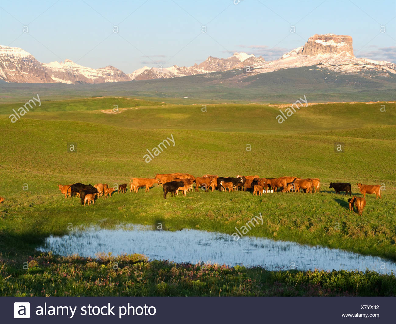 Foothill Ranch High Resolution Stock Photography and Images - Alamy