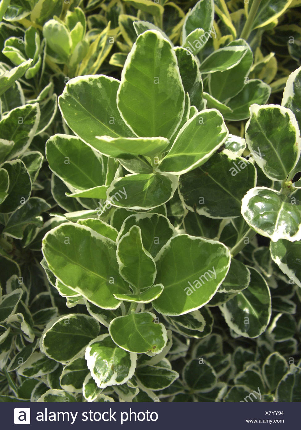 Japanese Euonymus Euonymus Japonicus Kathy High Resolution Stock ...