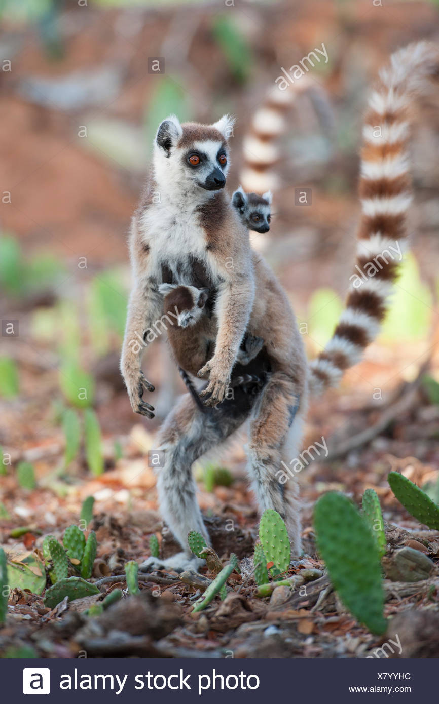 Female Ring Tailed Lemur High Resolution Stock Photography and Images ...
