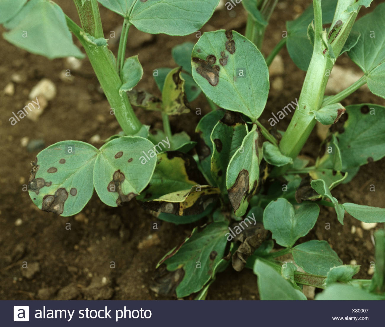 Faba Bean Disease Stock Photos & Faba Bean Disease Stock Images - Alamy