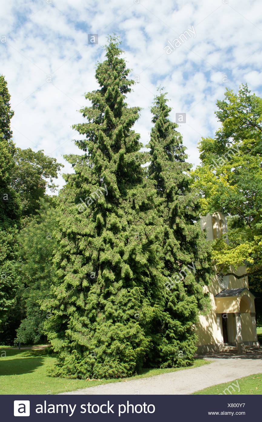 Northern White Cedar Tree High Resolution Stock Photography and Images ...