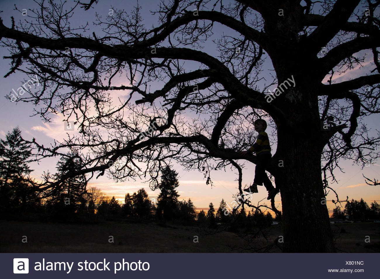 Boy Sitting Tree Silhouette Stock Photos & Boy Sitting Tree Silhouette ...