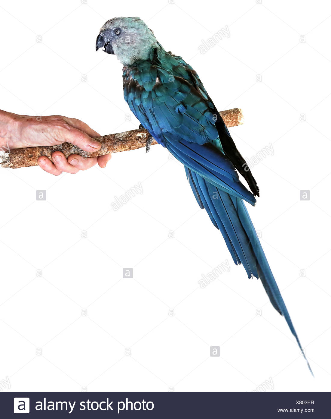 Spixs High Resolution Stock Photography and Images - Alamy