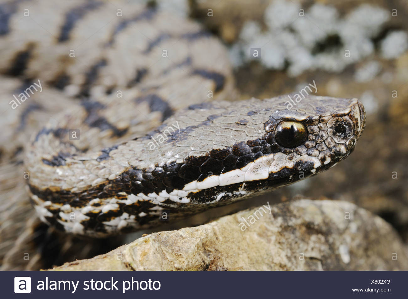 Aspic Viper Vipera Aspis High Resolution Stock Photography and Images ...