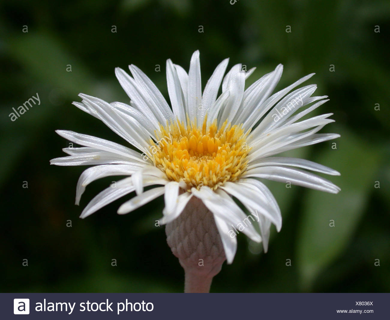 New Zealand Daisy High Resolution Stock Photography and Images - Alamy