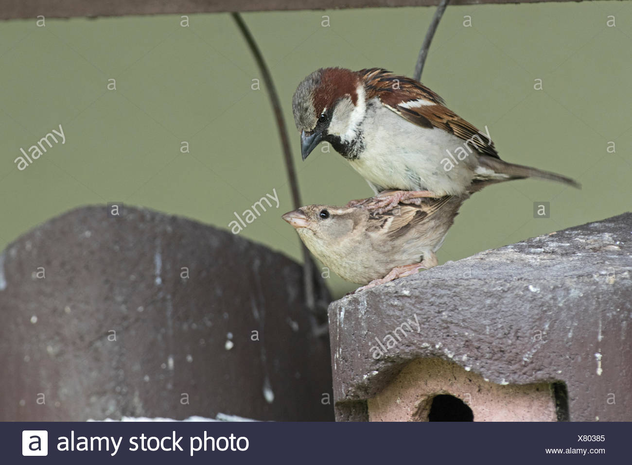 House Sparrow Mating High Resolution Stock Photography and Images - Alamy