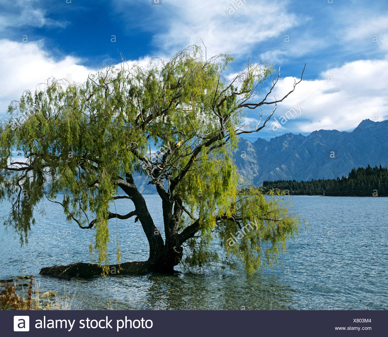 Weeping Willows Salix Babylonica High Resolution Stock Photography and ...