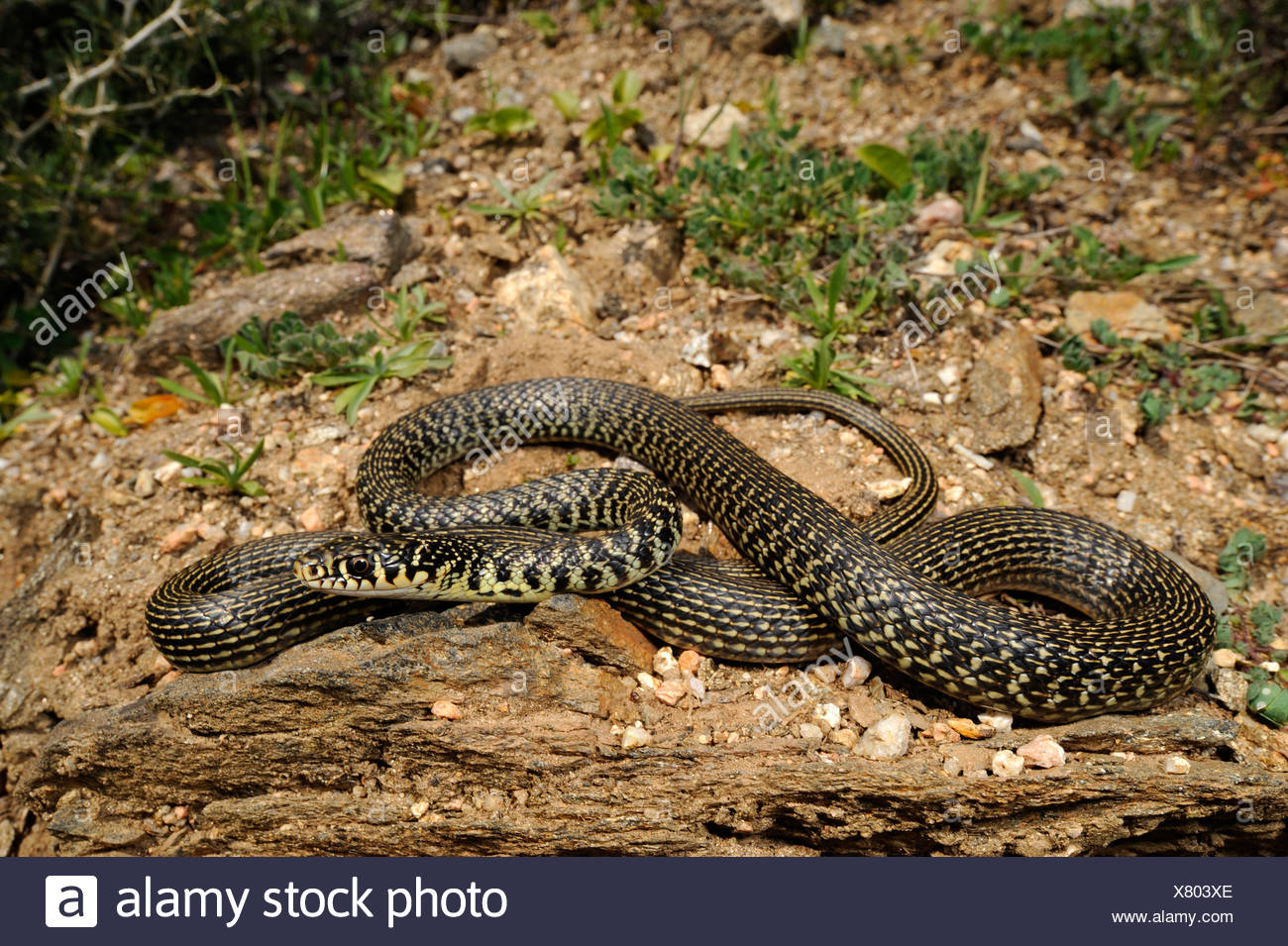Italian Whip Snake High Resolution Stock Photography and Images - Alamy
