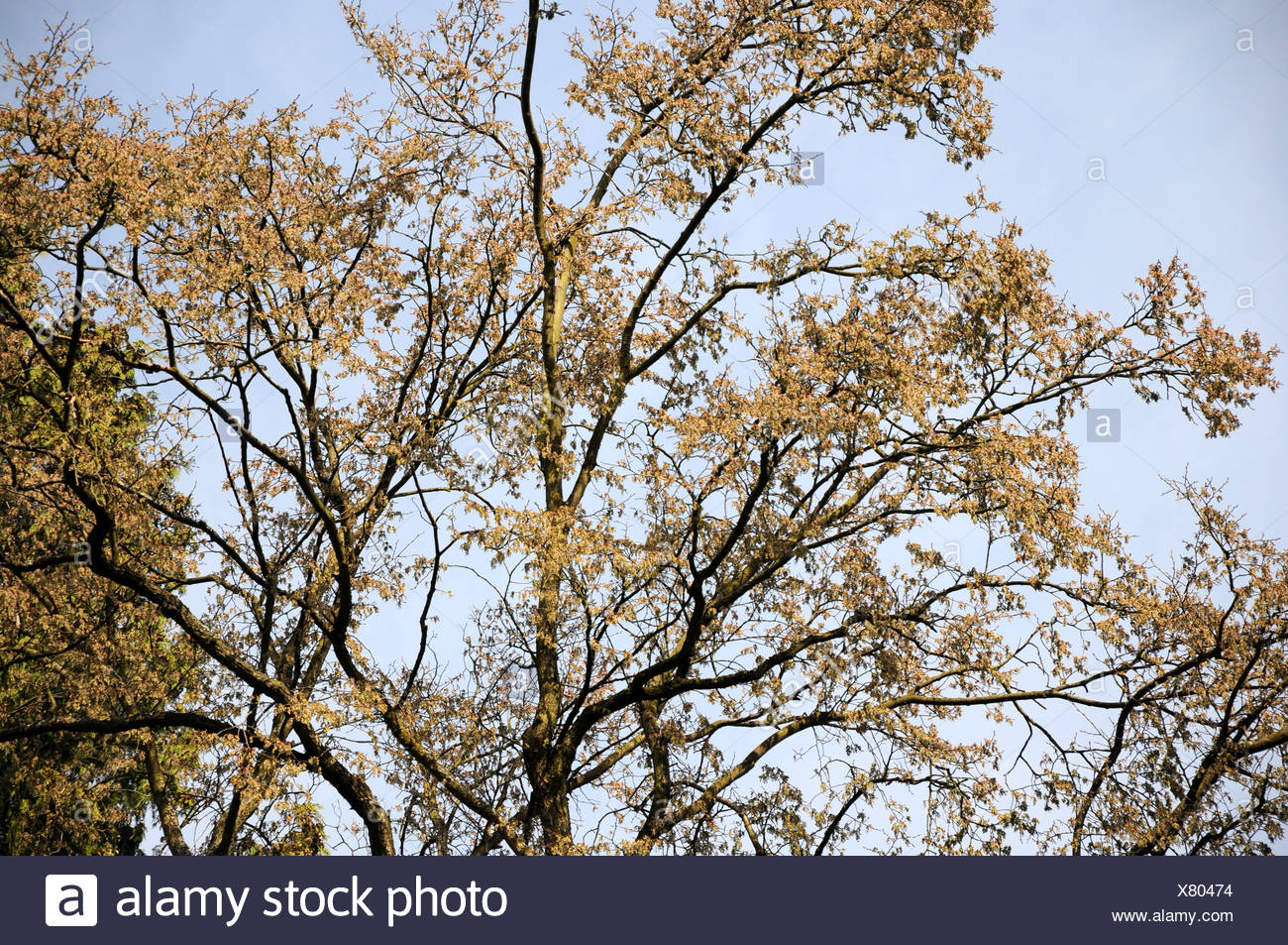 Elm Blossoms High Resolution Stock Photography and Images - Alamy