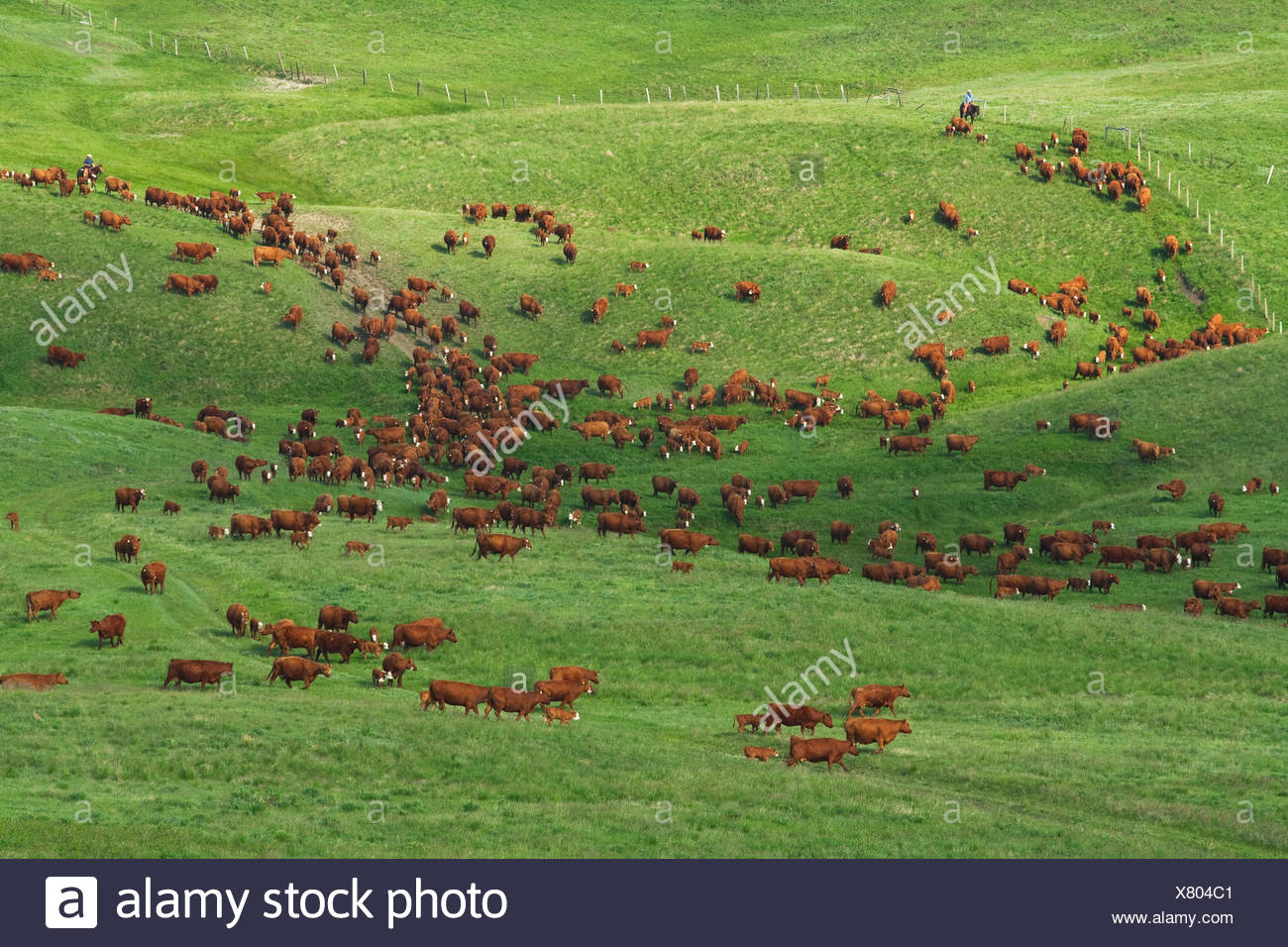 Rolling Pastures Stock Photos & Rolling Pastures Stock Images - Alamy