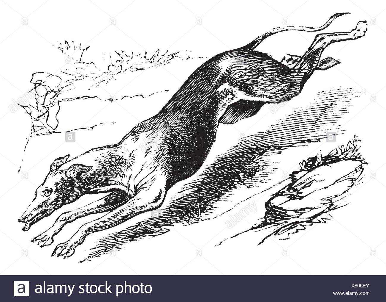 English Racer High Resolution Stock Photography and Images - Alamy