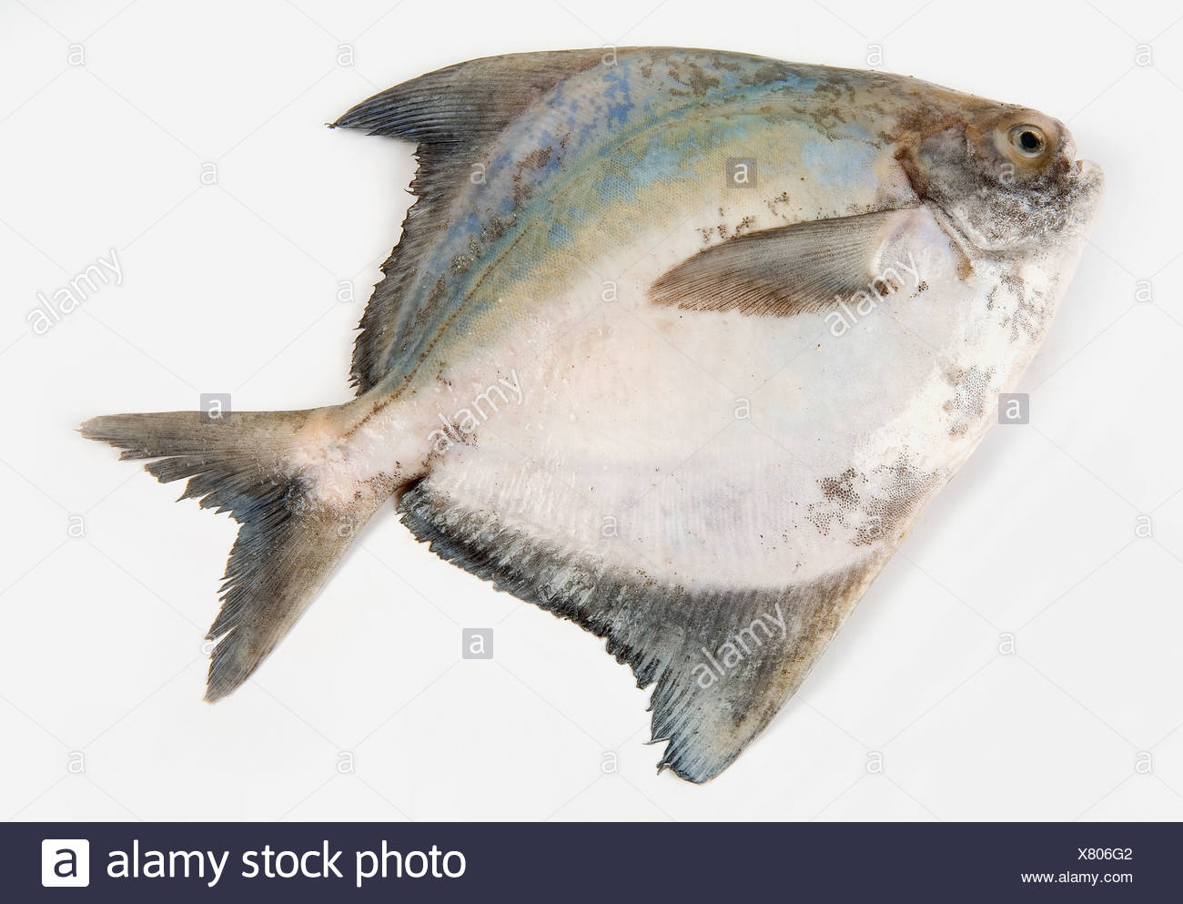 White Pomfret High Resolution Stock Photography and Images - Alamy