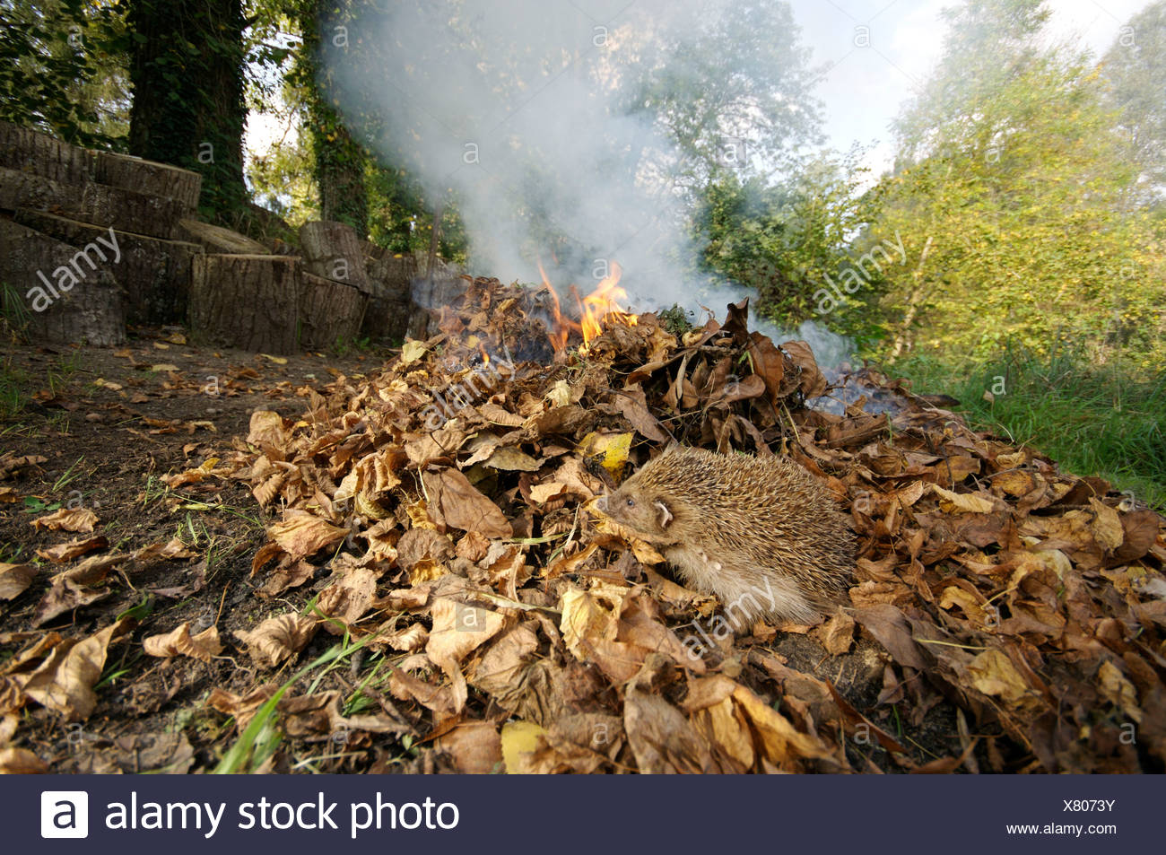 Hedgehog Nest Stock Photos & Hedgehog Nest Stock Images - Alamy