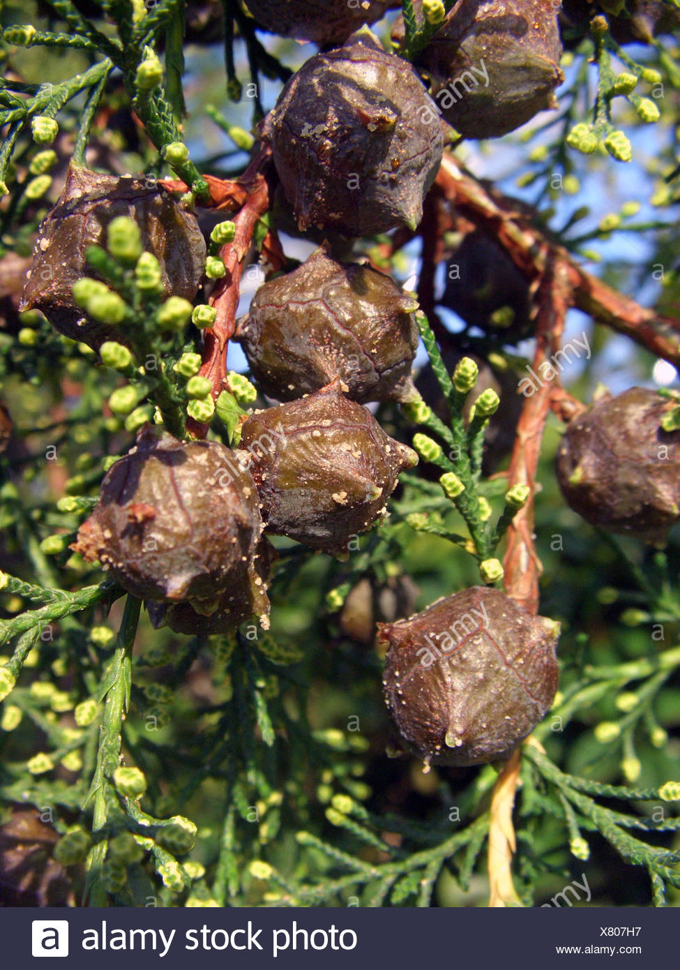 Himalayan Cypress Cupressus Torulosa High Resolution Stock Photography ...