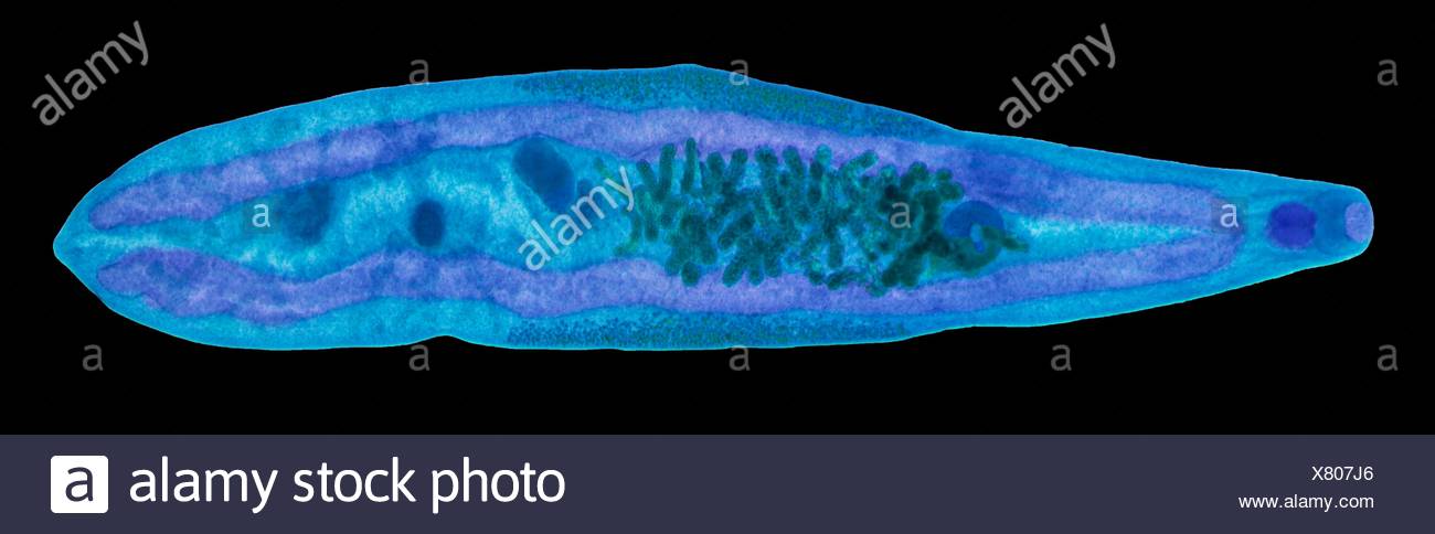 Human Liver Fluke High Resolution Stock Photography and Images - Alamy