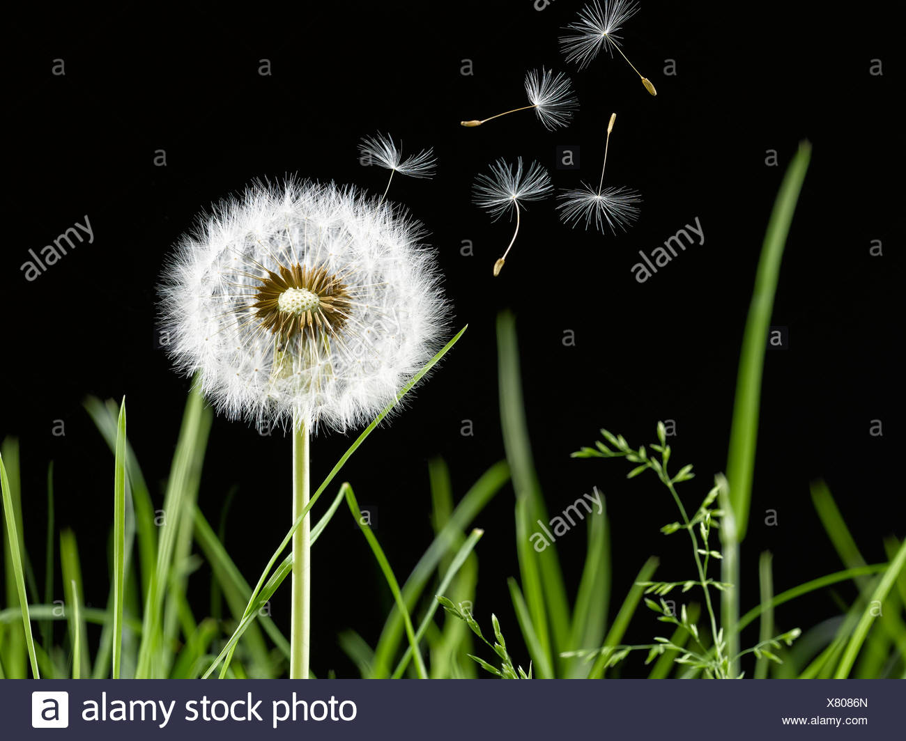 Dandelion Blowing In The Wind Stock Photos & Dandelion Blowing In The ...