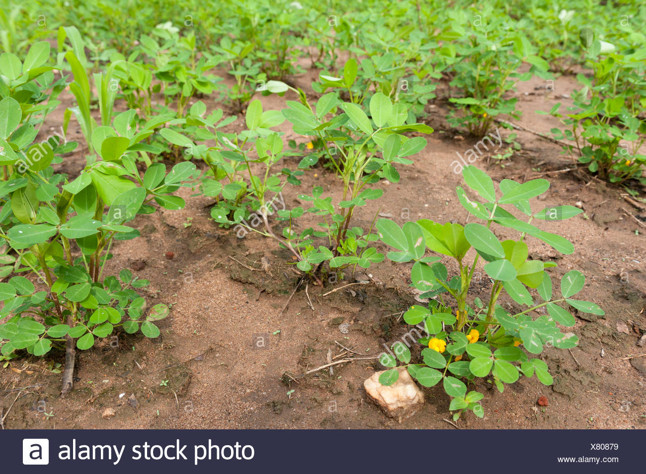 Peanut Leaves High Resolution Stock Photography and Images - Alamy