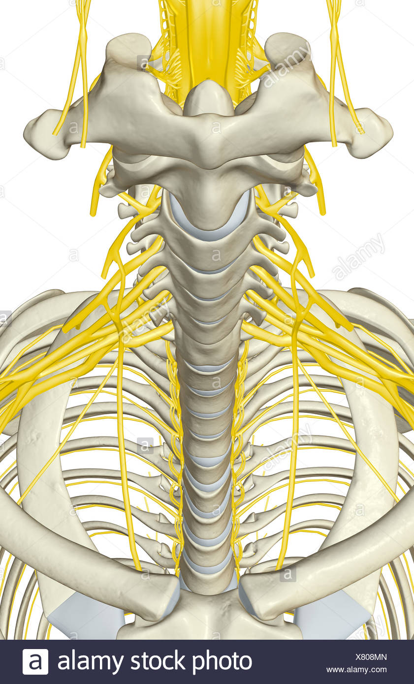 Thoracic Nerve High Resolution Stock Photography and Images - Alamy
