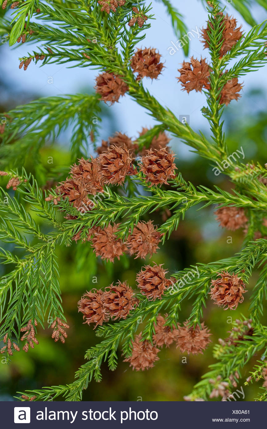 Japanese Cedar Tree Stock Photos & Japanese Cedar Tree Stock Images - Alamy