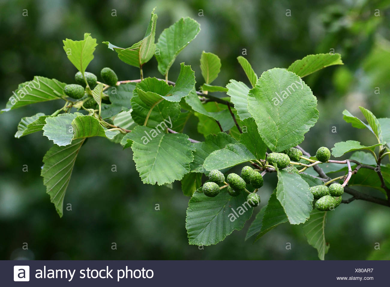 Gray Alder Tree High Resolution Stock Photography and Images - Alamy