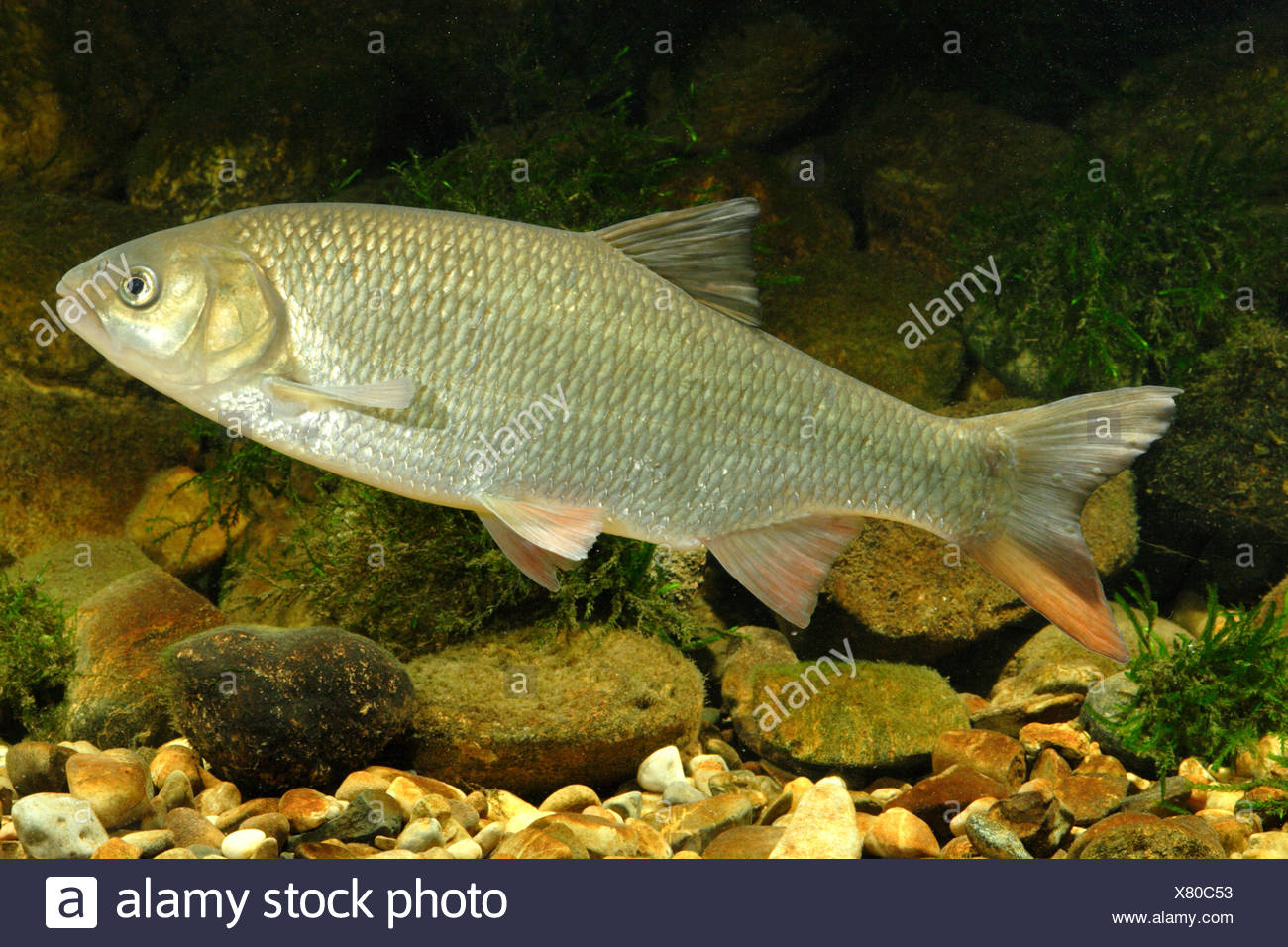 Orfe High Resolution Stock Photography and Images - Alamy