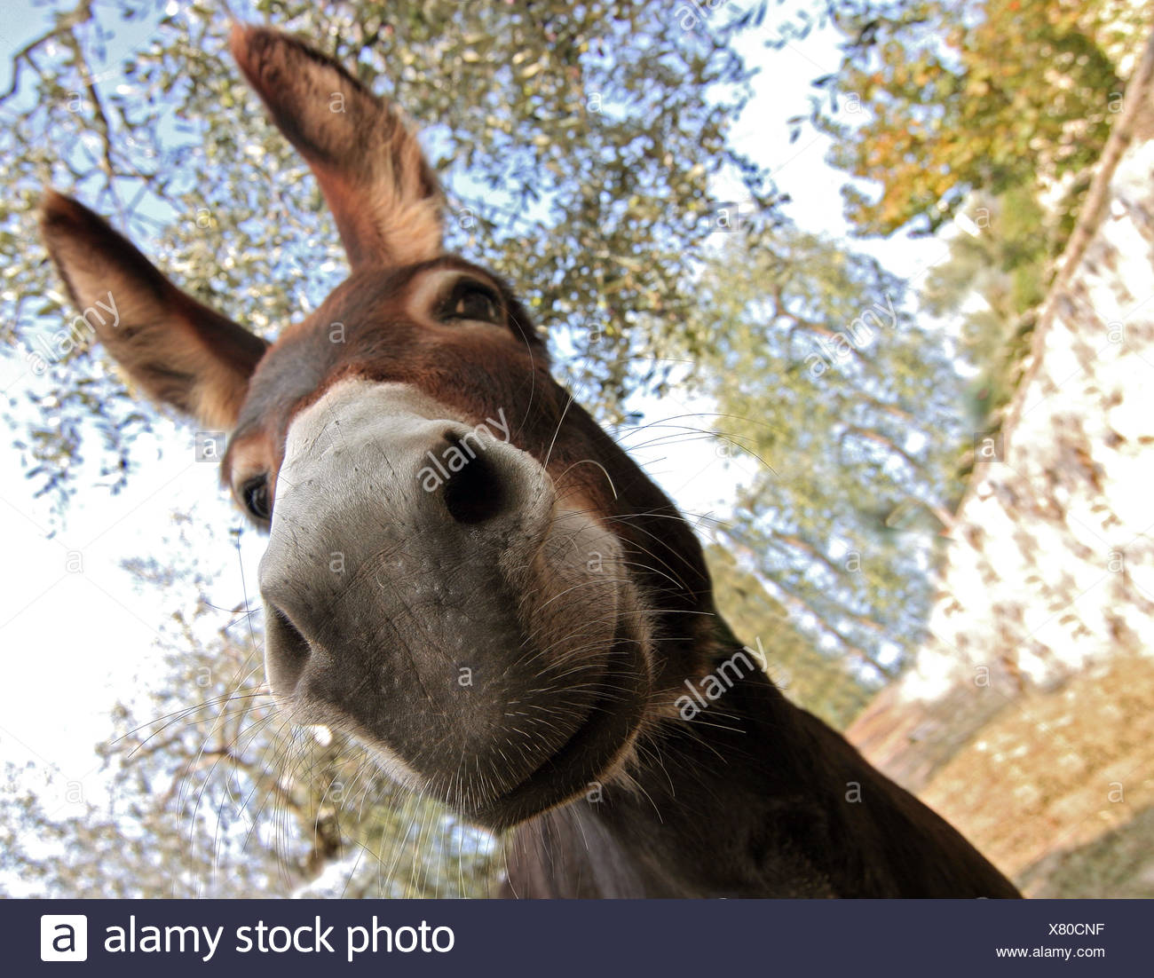 Laughing Donkey Stock Photos & Laughing Donkey Stock Images - Alamy