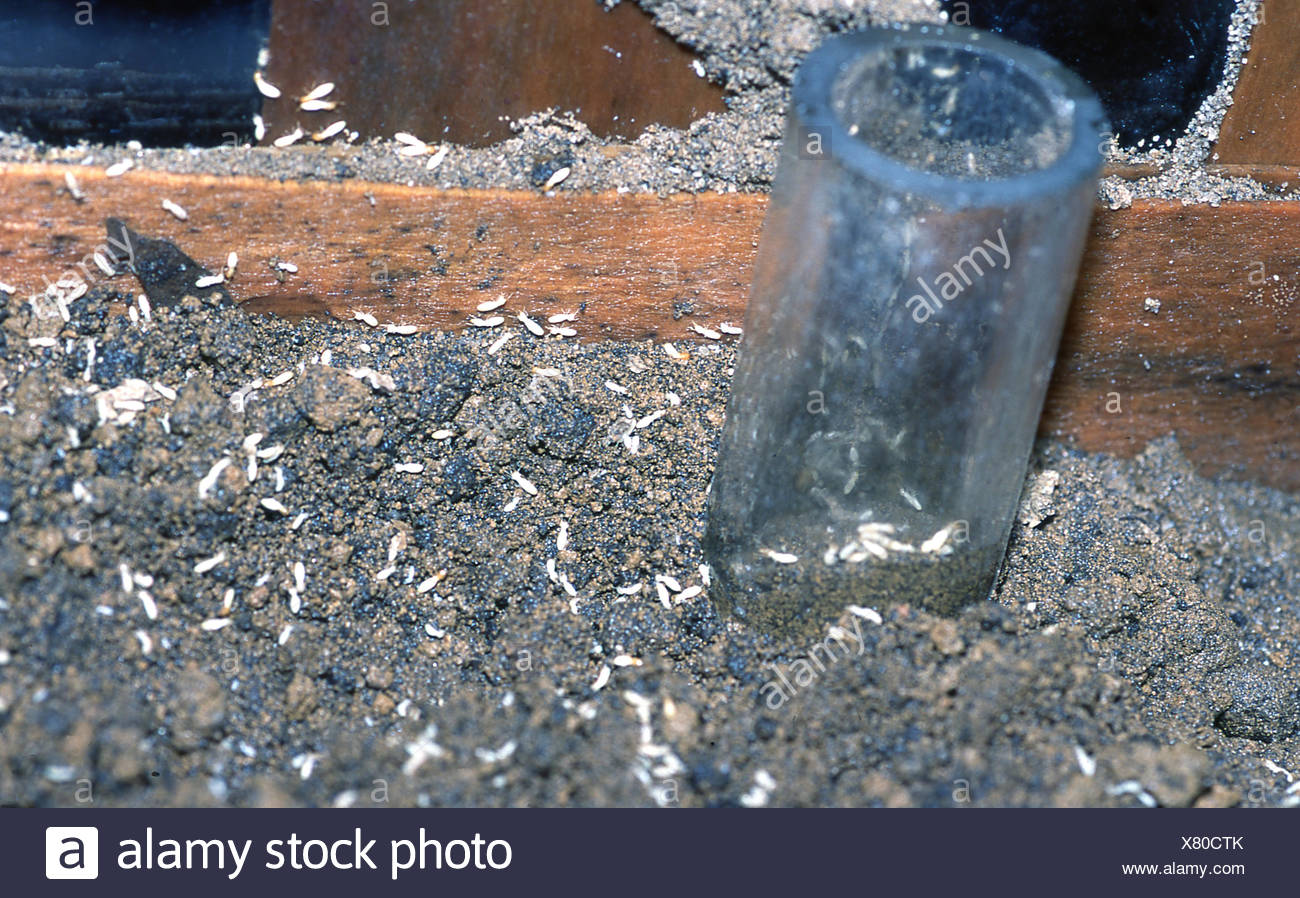 Subterranean Termites High Resolution Stock Photography and Images - Alamy